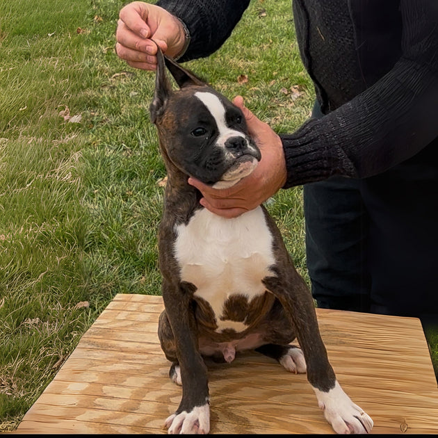 Dogs – Midwest Farm Kennel