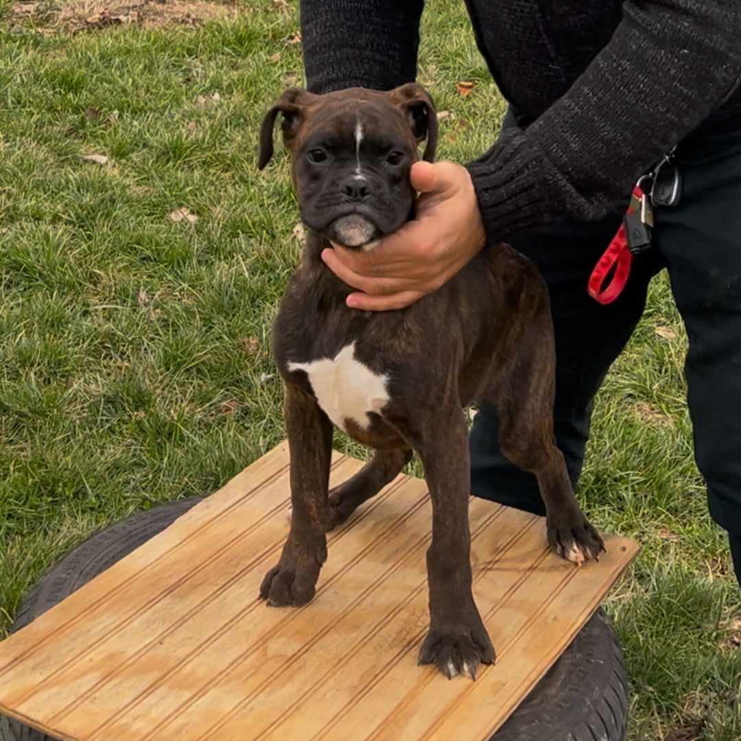 Albanian Boxer – Midwest Farm Kennel