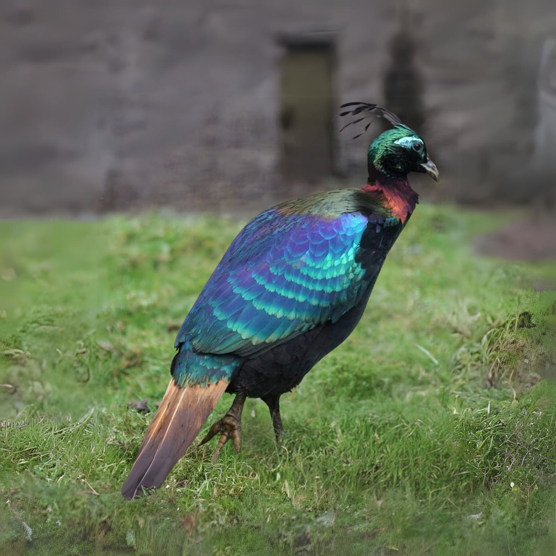 Himalayan Monal Pheasant – Midwest Farm Kennel
