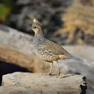 Scaled Quail