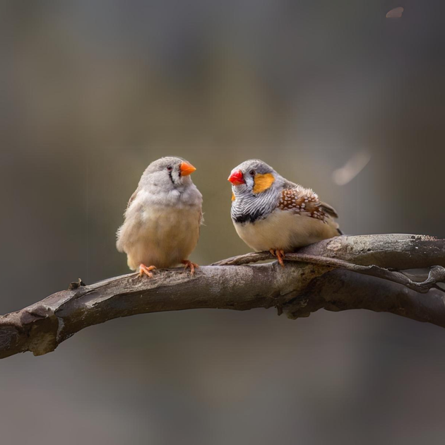 Exotic Birds – Midwest Farm Kennel